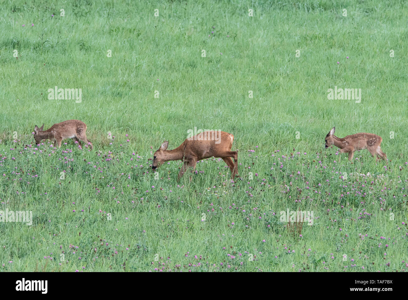 Roebuck (Capreolus capreolus), female with two fawns, Vosges, France ...