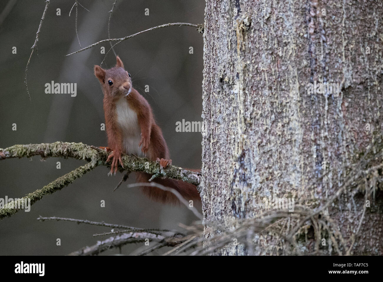 Red squirrel (Sciurus vulgaris) on a branch, Vosges, France Stock Photo ...