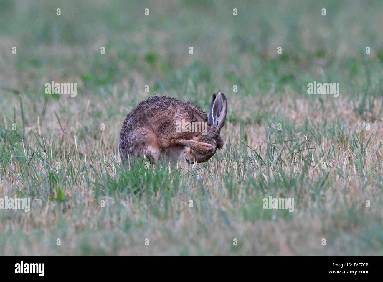 European Hare (Lepus europaeus) grooming, Vosges, France Stock Photo ...