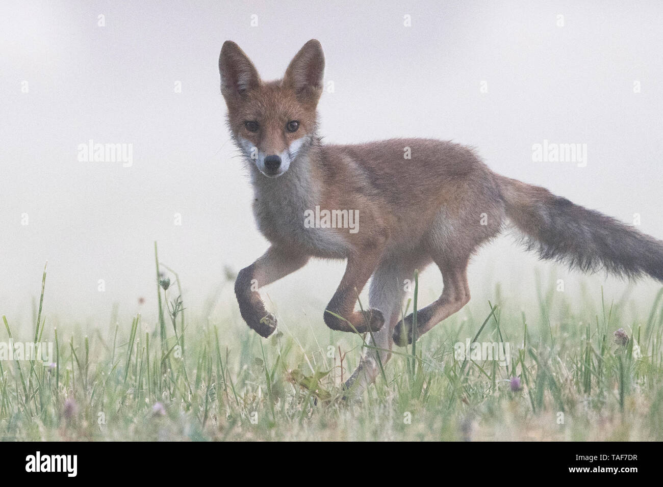 Side view red fox running hi-res stock photography and images - Alamy