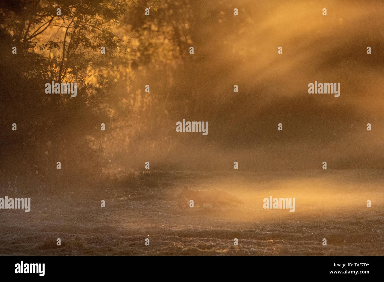 Red fox (Vulpes vulpes) with prey at dawn, Vosges, France Stock Photo ...