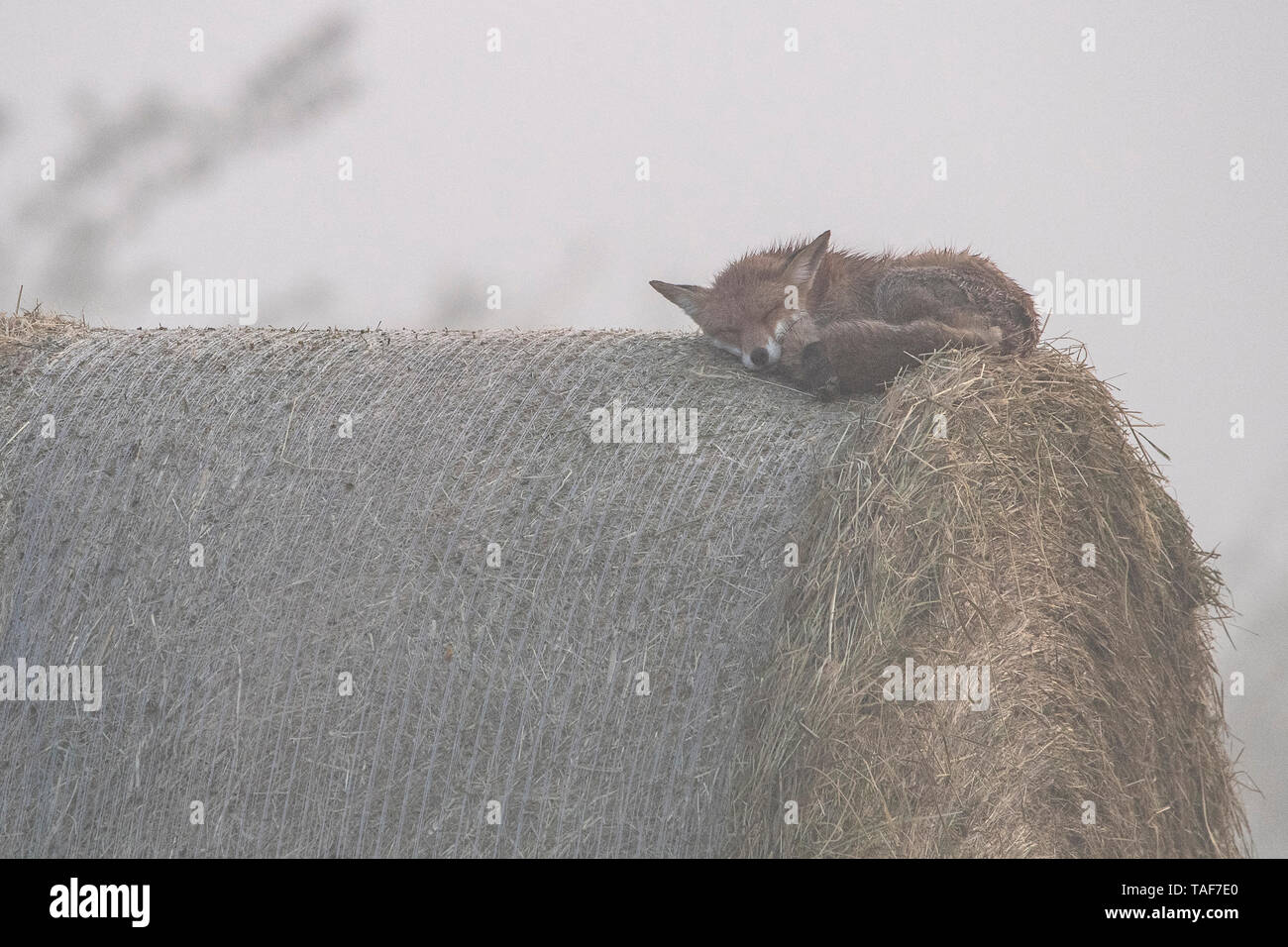 Red fox (Vulpes vulpes) lying on a hay roll, Vosges, France Stock Photo ...