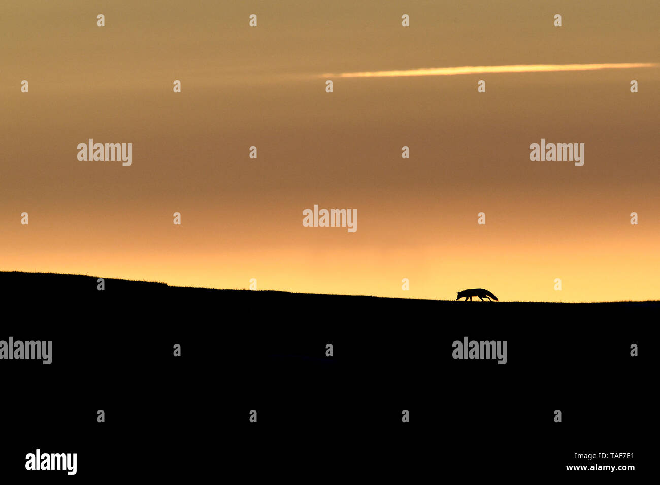 Red fox (Vulpes vulpes) at dawn, Vosges, France Stock Photo - Alamy