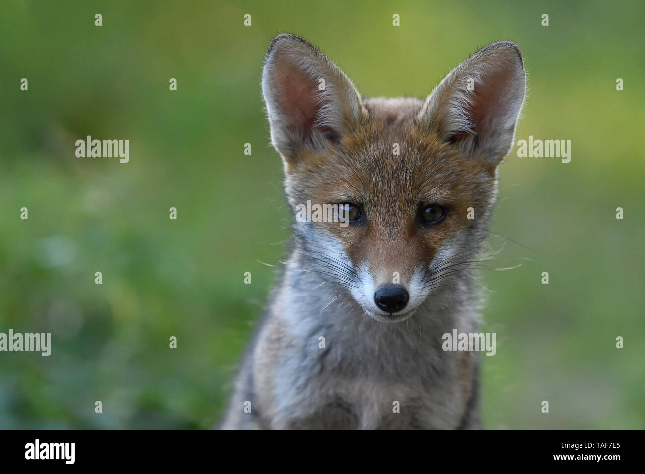 Red fox (Vulpes vulpes) young, Vosges, France Stock Photo - Alamy