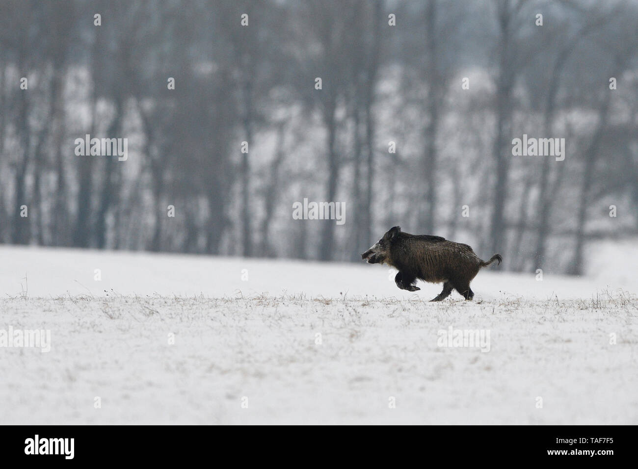 Wild boar (Sus scrofa) running in snow, Vosges, France Stock Photo - Alamy