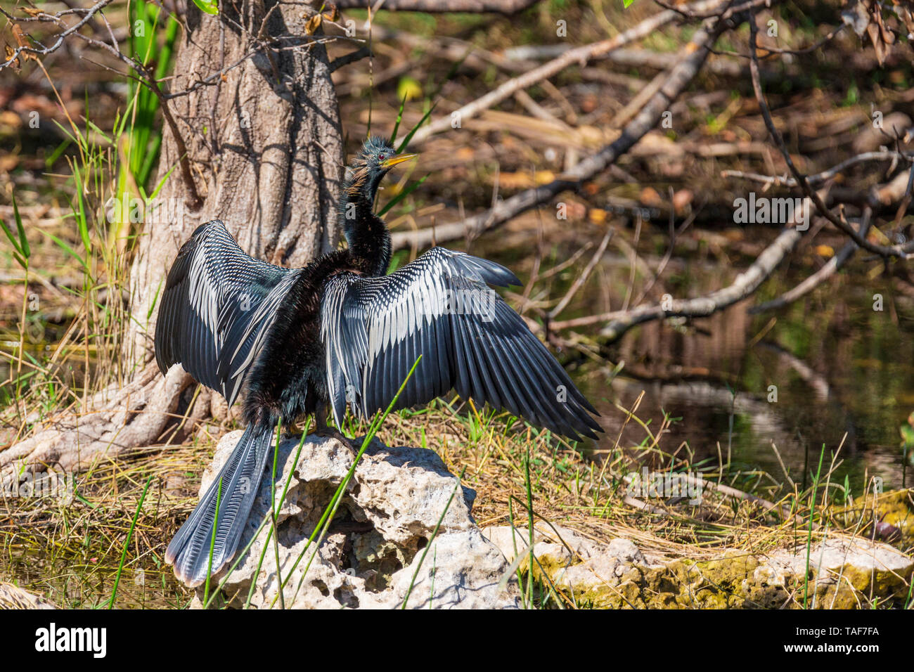 Anhinga (Anhinga anhinga) drying in the Everglades Swamp, Florida, USA ...