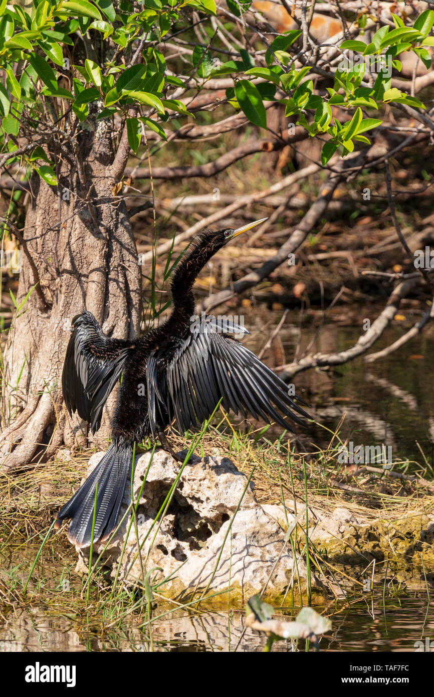 Juvenile Anhinga High Resolution Stock Photography and Images - Alamy