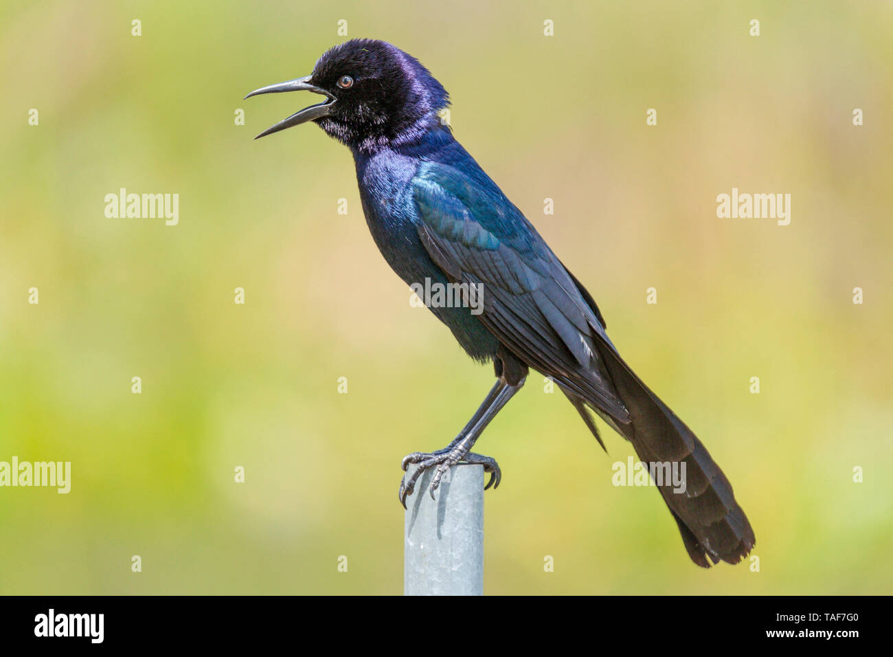 Boat-tailed Grackle (Quiscalus major) on a post, Everglades, Florida ...