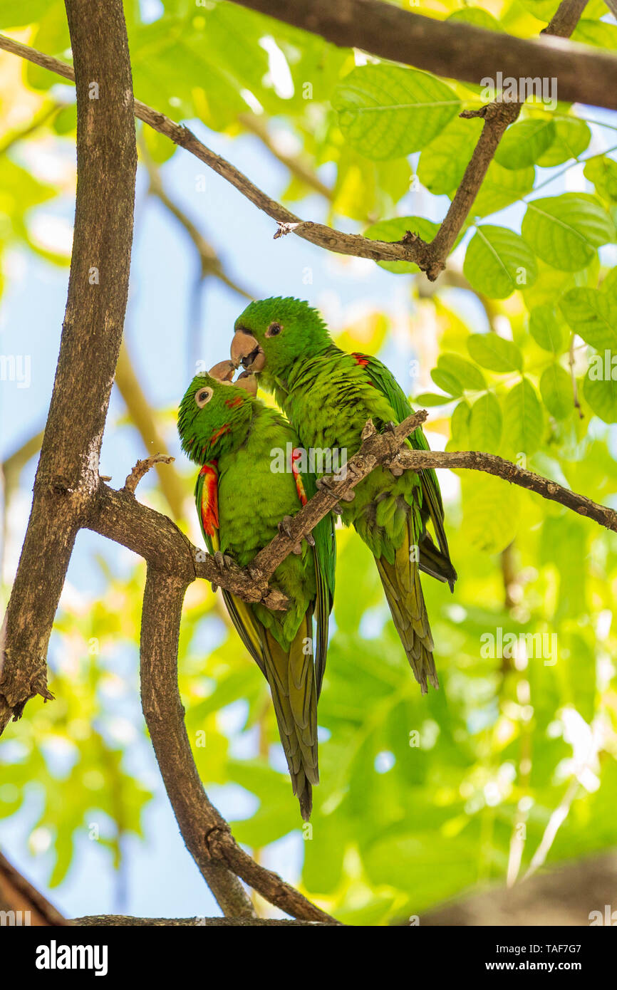 Adult female parakeet hi-res stock photography and images - Alamy
