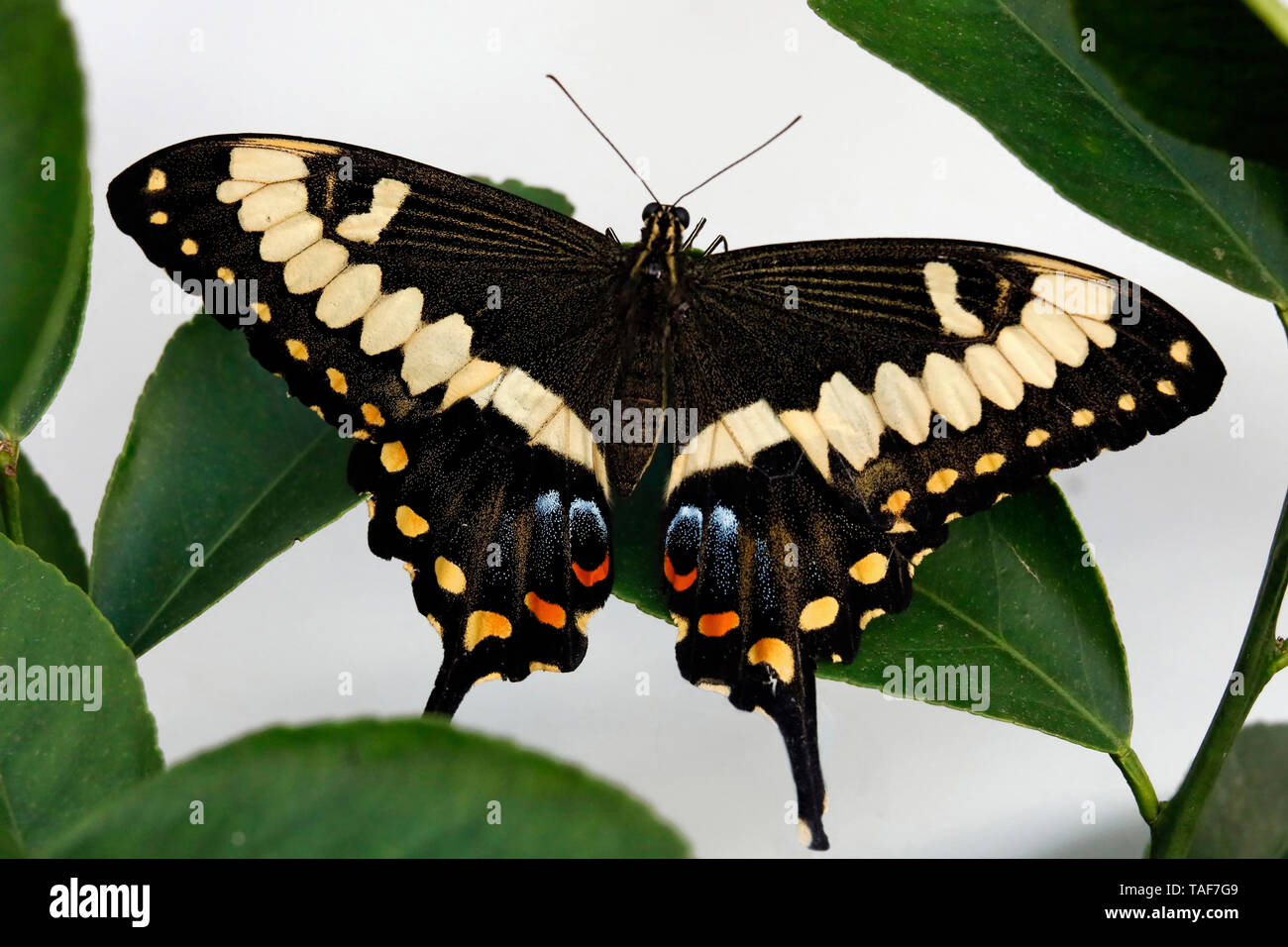 Emperor Swallowtail (Papilio ophidicephalus), Tropical greenhouse of ...