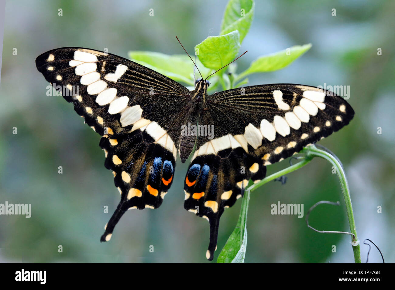 Emperor Swallowtail High Resolution Stock Photography and Images - Alamy