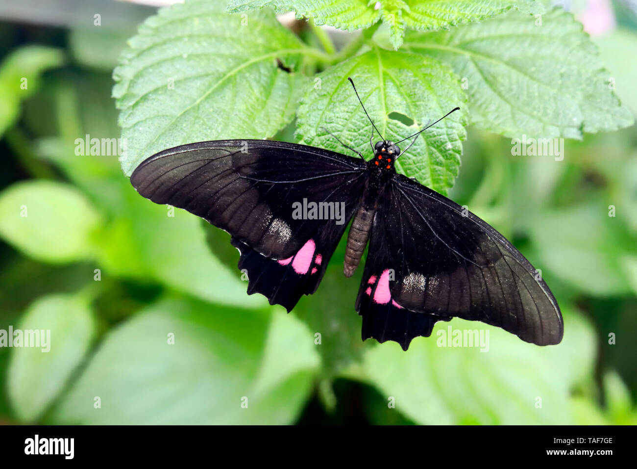 Ruby-spotted swallowtail (Papilio anchisiades), Tropical greenhouse of ...