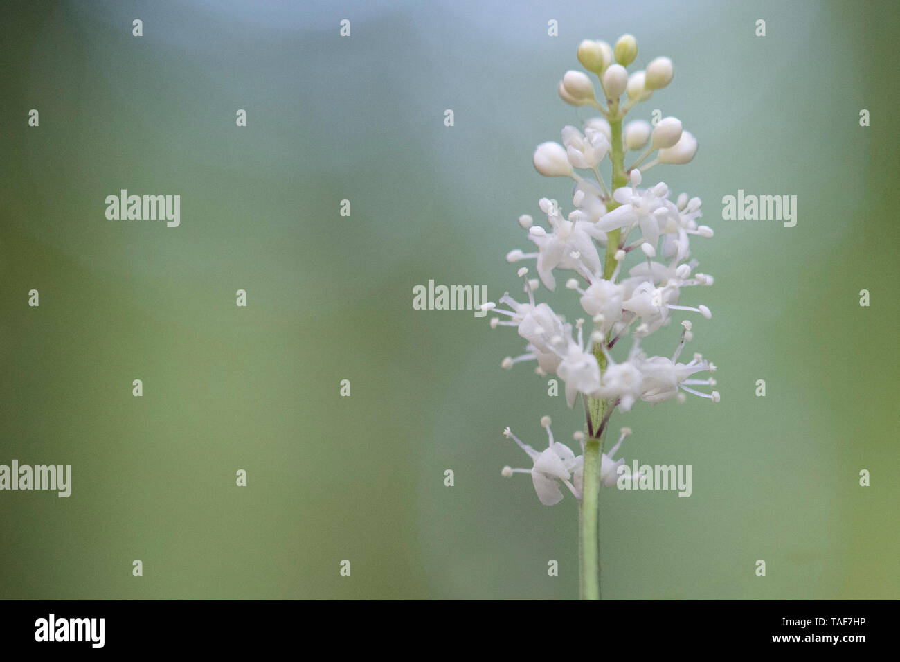 May Lily (Maianthemum bifolium) flowers, Vosges, France Stock Photo - Alamy