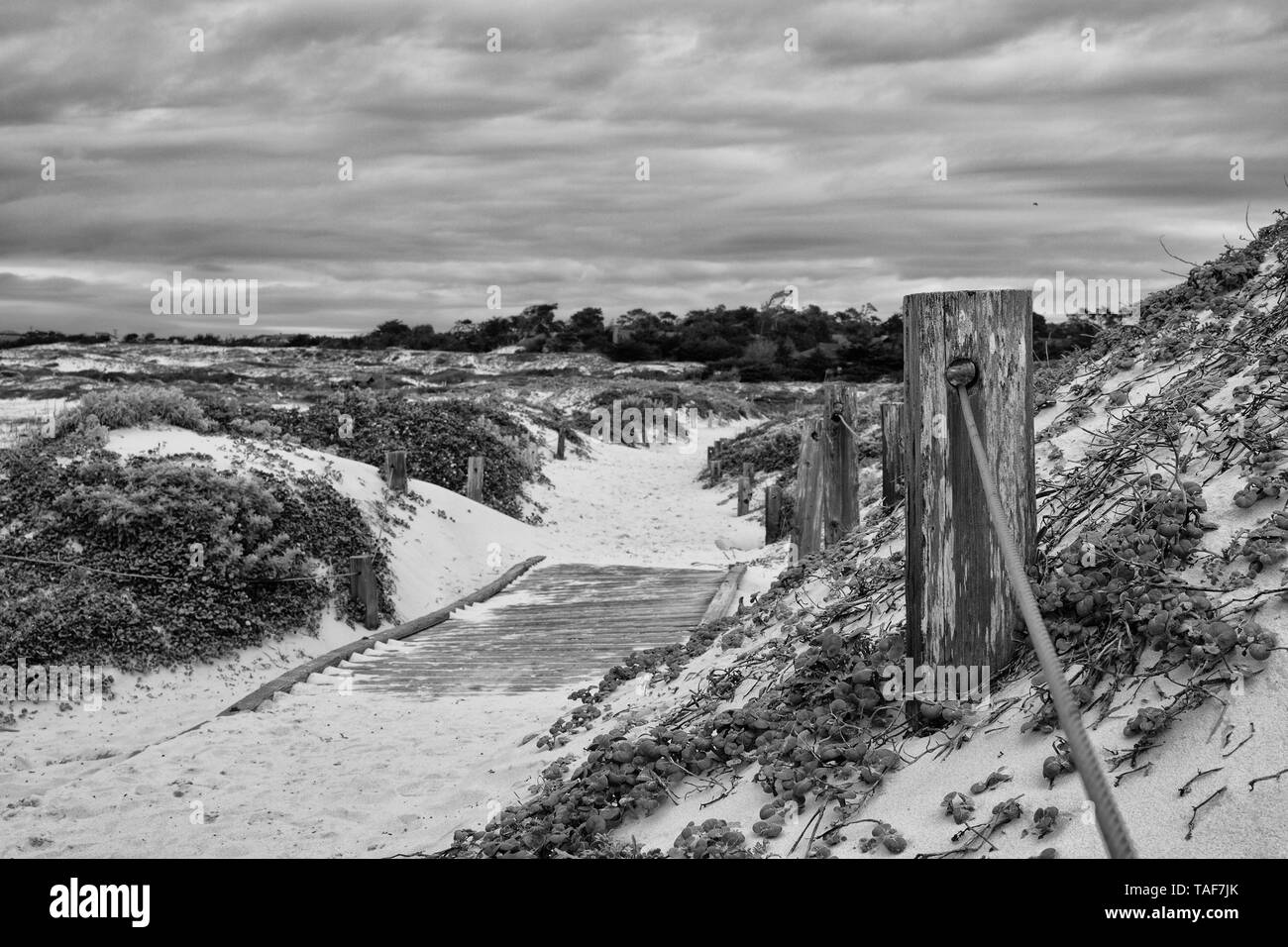 A pathway with wooden posts and a rope rail along Asilomar Beach ...