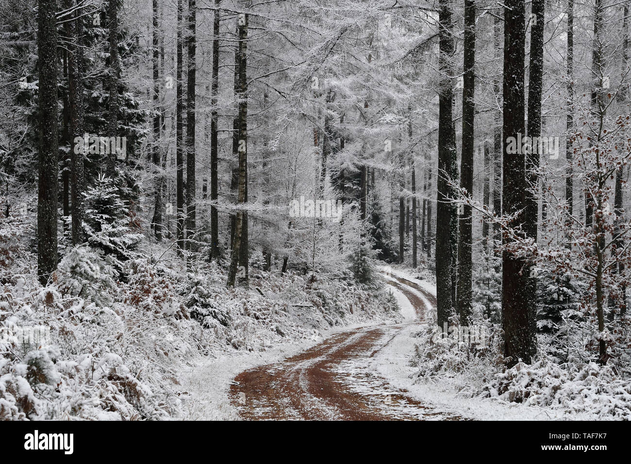 Larch, forest path in winter, Vosges, France Stock Photo - Alamy