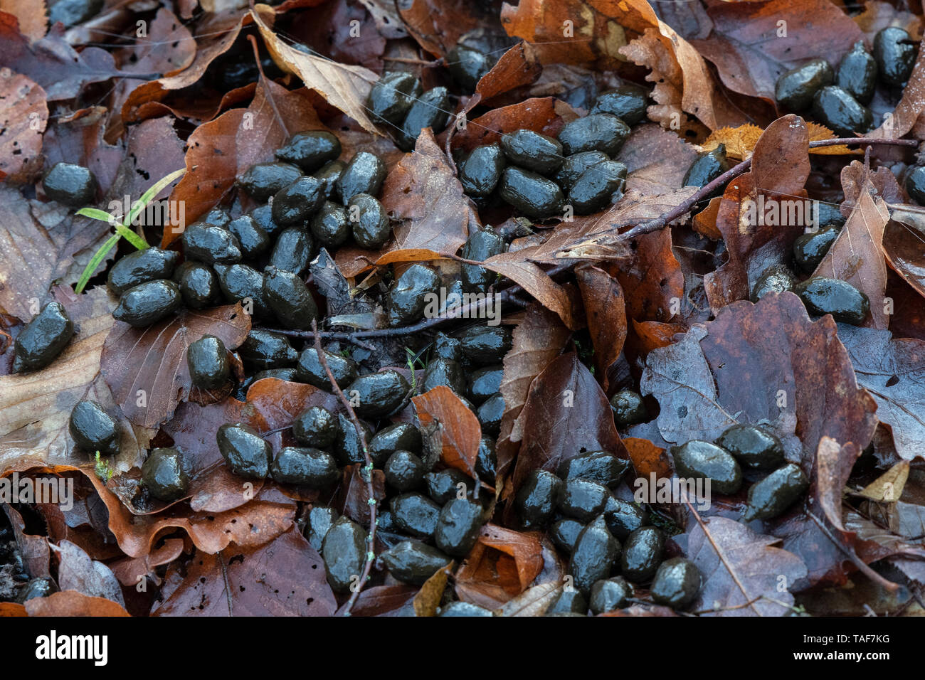 Deer droppings hi-res stock photography and images - Alamy