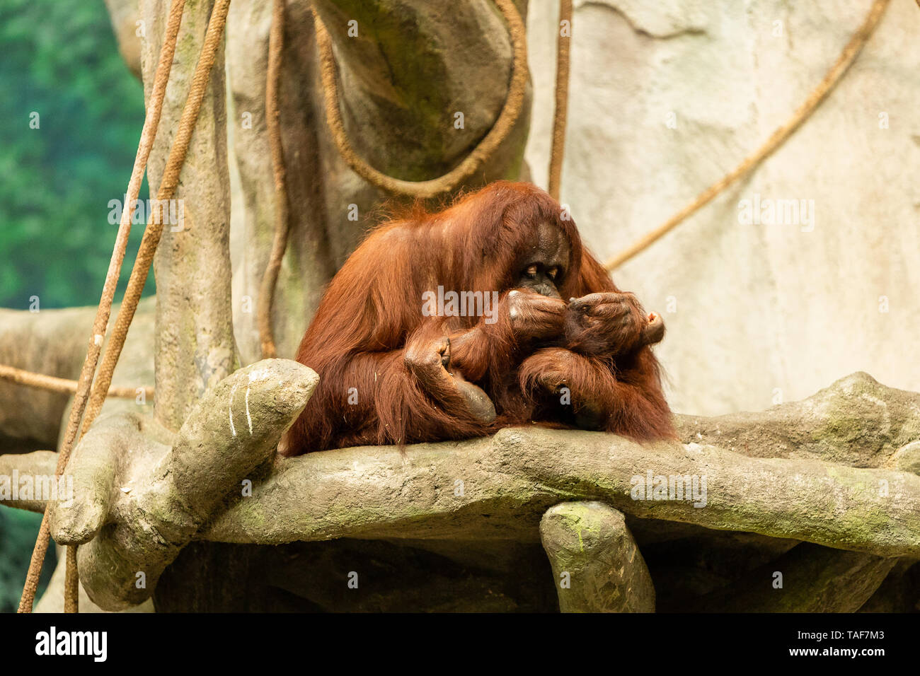 Babies feet hi-res stock photography and images - Alamy