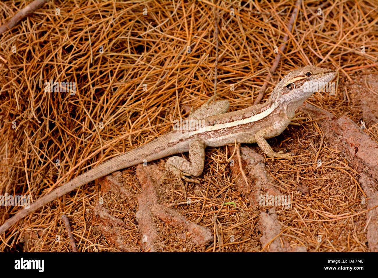 Gilberts dragon amphibolurus gilberti hi-res stock photography and ...
