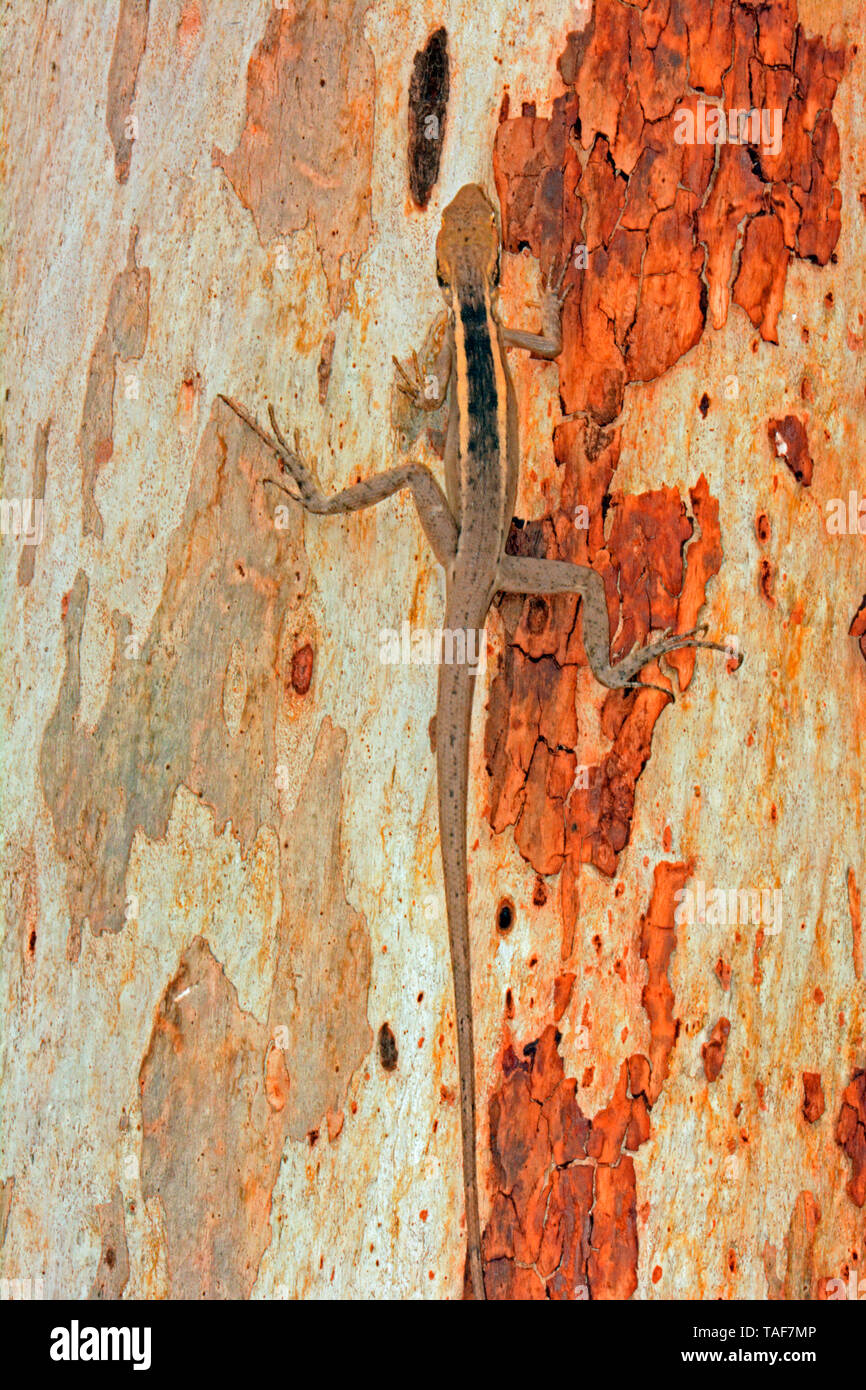 Long-nosed water Dragon (Amphibolurus longirostris), Yulara, Red Center ...