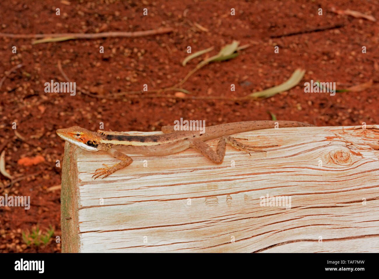 Long-nosed water Dragon (Amphibolurus longirostris), Yulara, Red Center ...