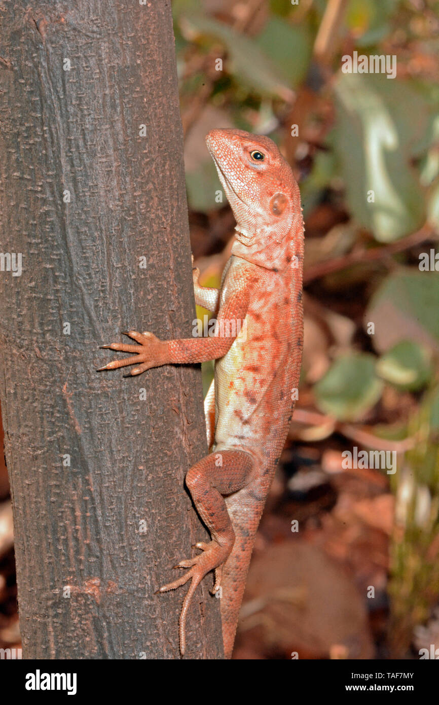 Ring tailed bicycle dragon ctenophorus caudicinctus hi-res stock ...