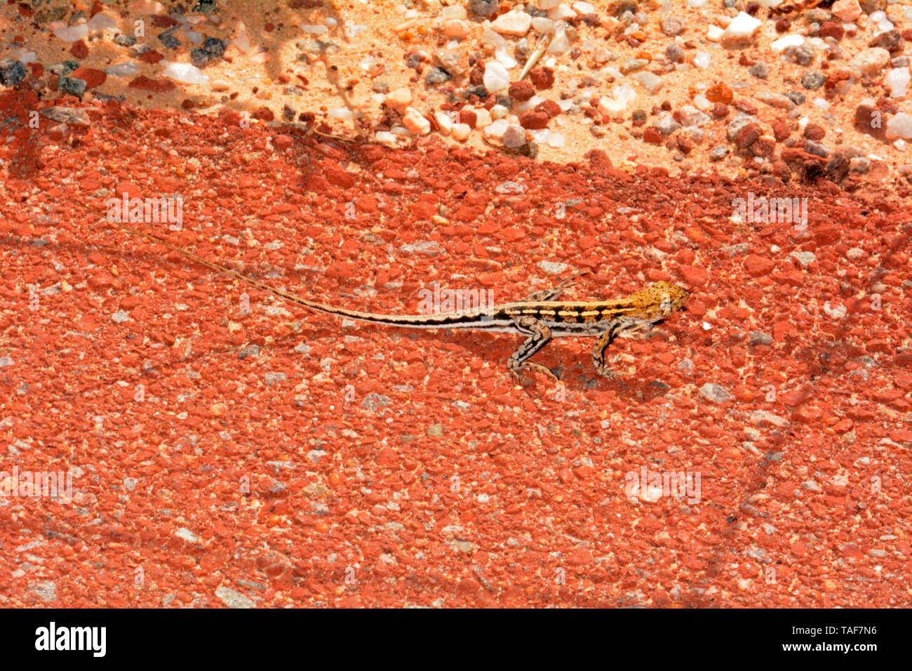 Spotted Military Dragon (Ctenophorus maculatus maculatus), Kalbarri ...
