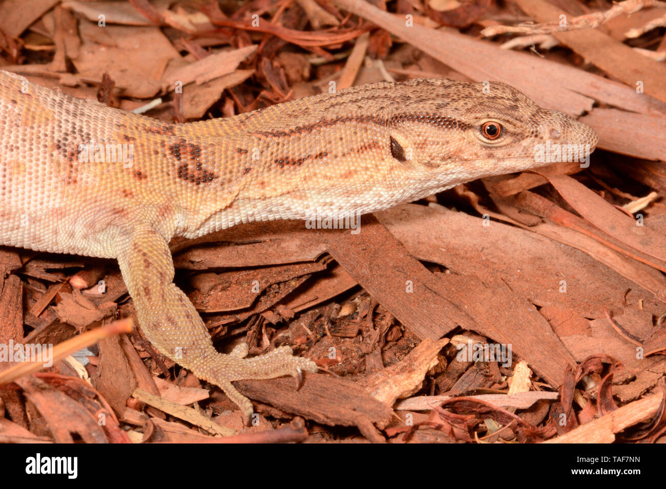 Pygmy mulga monitor (Varanus gilleni), Yulara, Red Center, NT ...