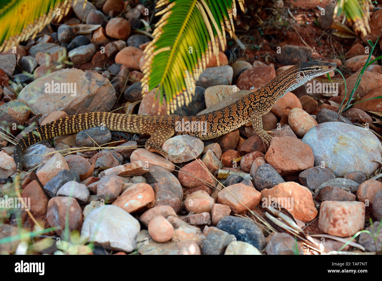 Sand Monitor (Varanus gouldii), Yulara, Red Center, NT, Australie Stock ...