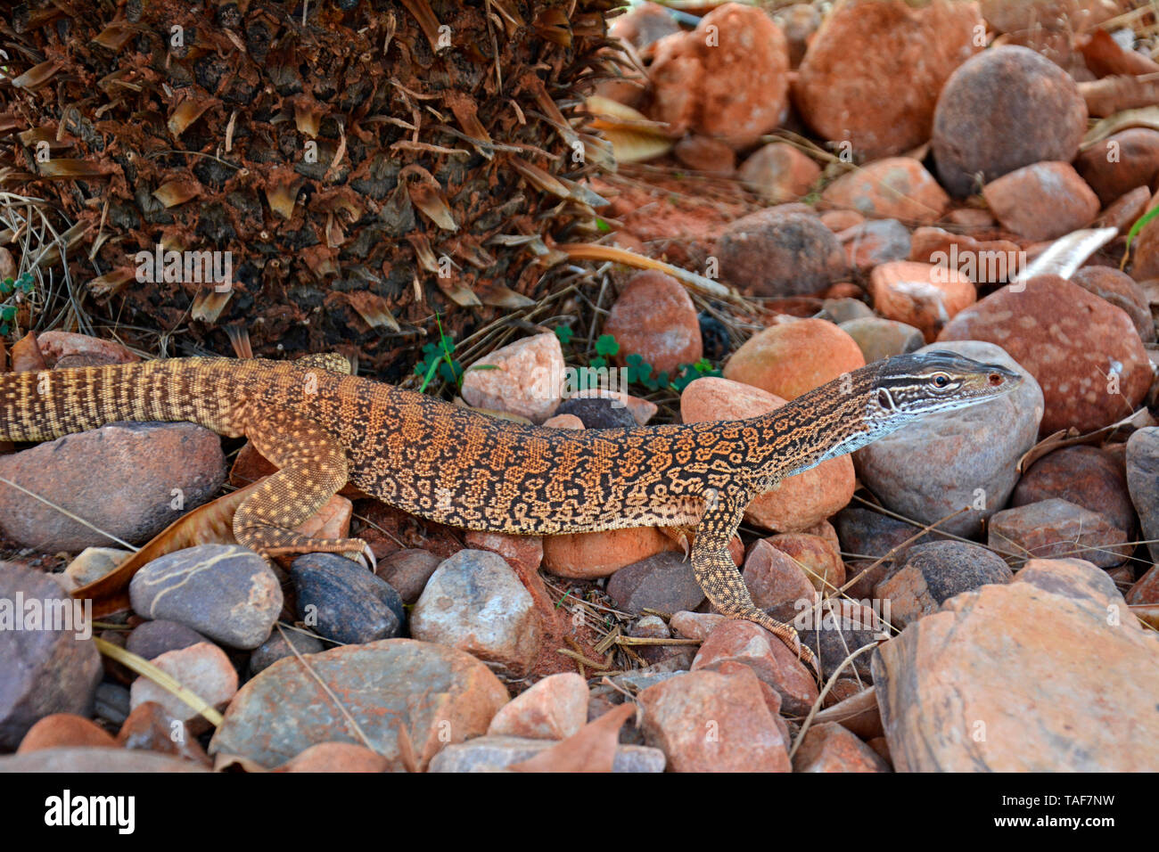 Sand Monitor (Varanus gouldii), Yulara, Red Center, NT, Australie Stock ...