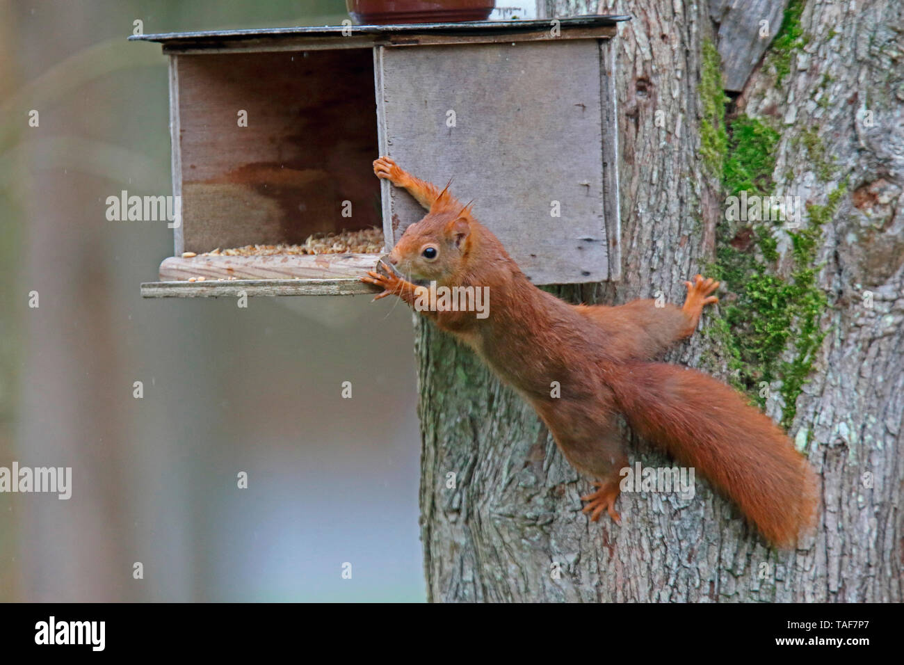 Red squirrel (Sciurus vulgaris) at the manger, Normandy, France Stock ...