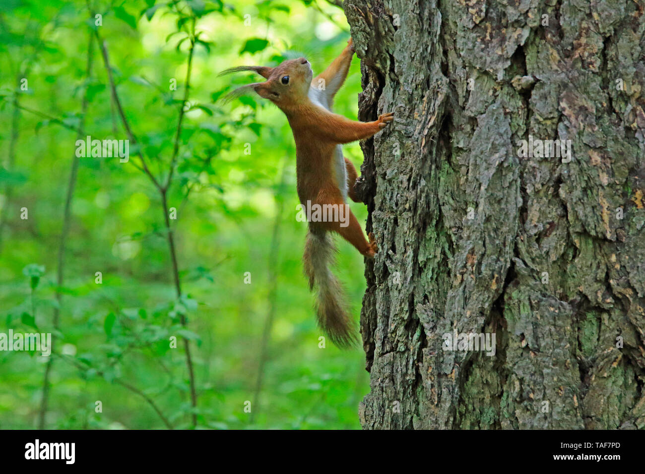 Iucn red list of threatened sp hi-res stock photography and images - Alamy