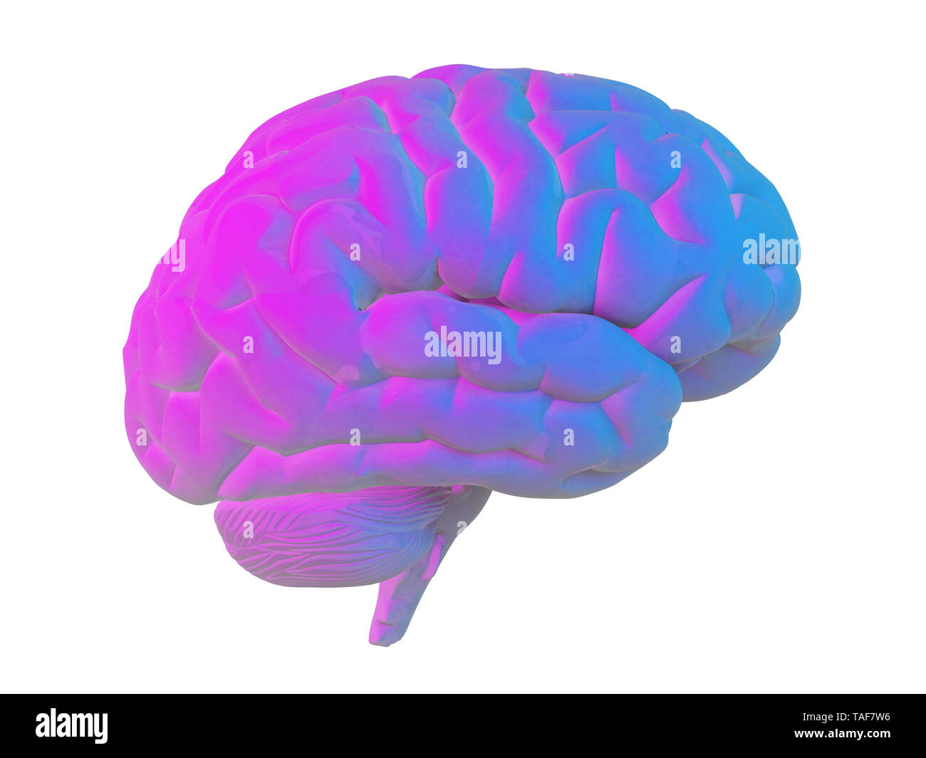 human brain in blue pink tones isolated on white. 3d rendering Stock ...