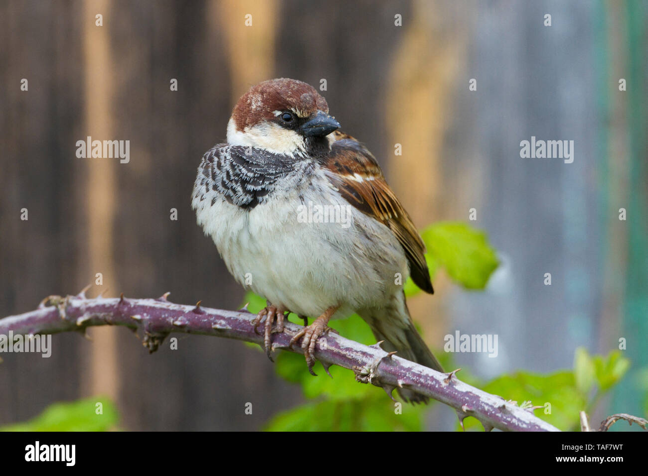 Italian Sparrow (Passer italiae), front view of an adult male in ...