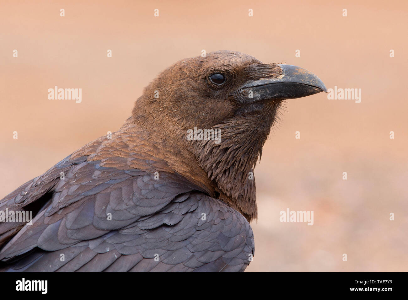 Corvus ruficollis hi-res stock photography and images - Alamy