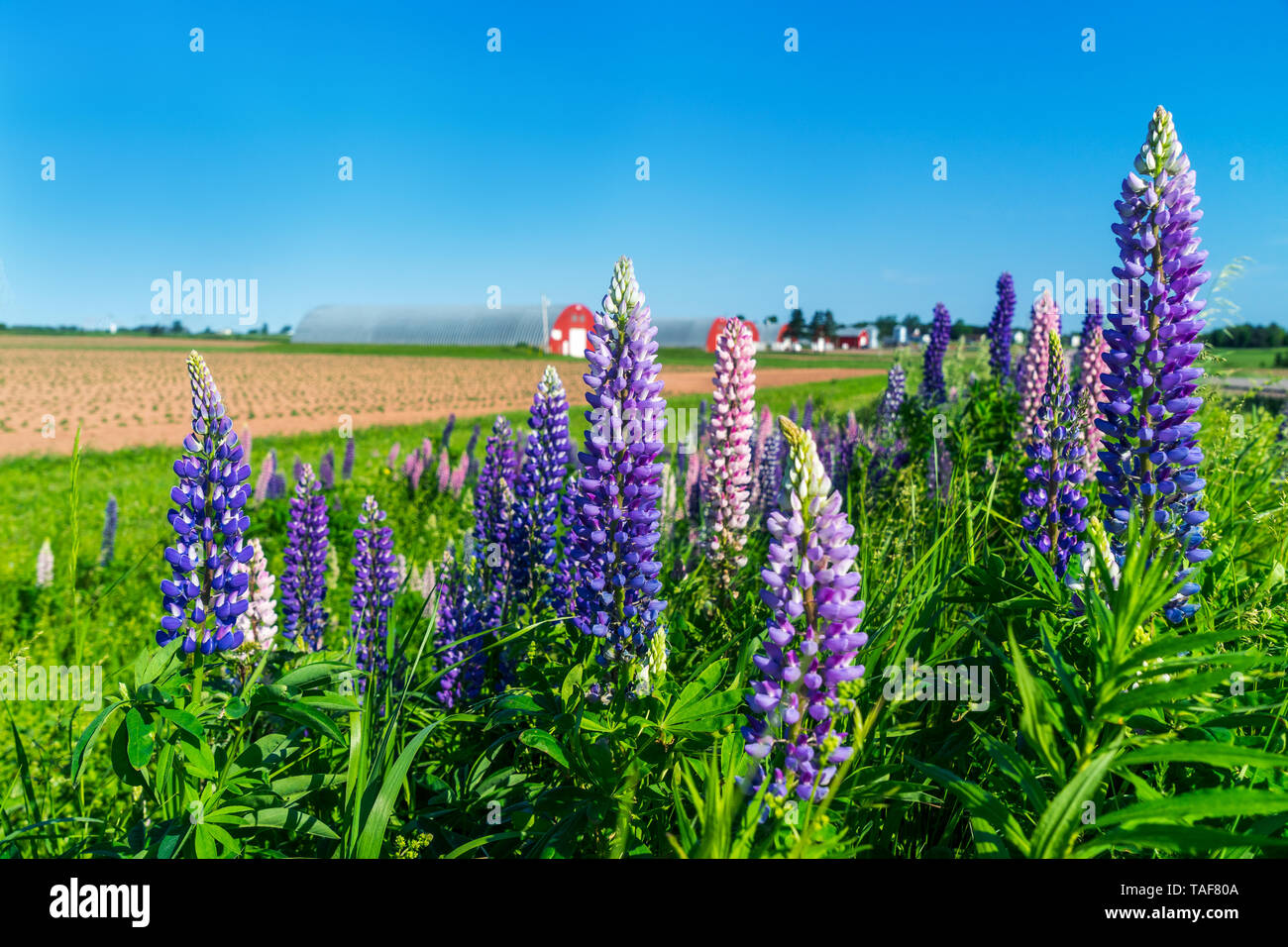Lupins growing roadside along farm fields in rural Prince Edward Island ...
