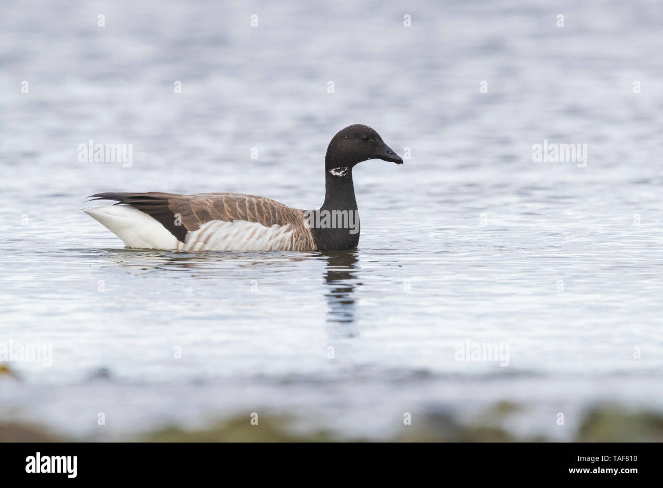 Branta sp hi-res stock photography and images - Alamy