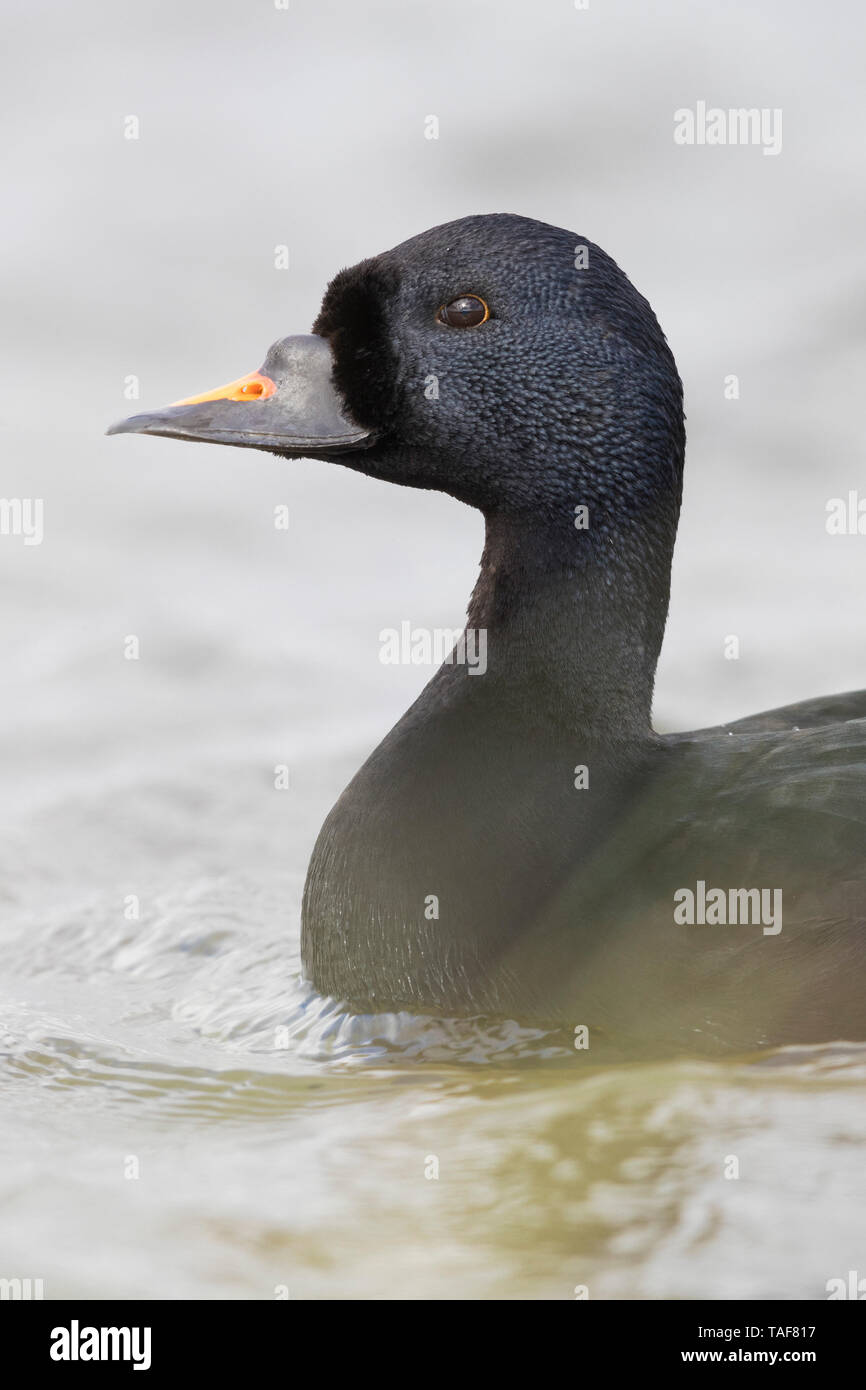 Common Scoter (Melanitta nigra), adult male close-up, Northeastern ...