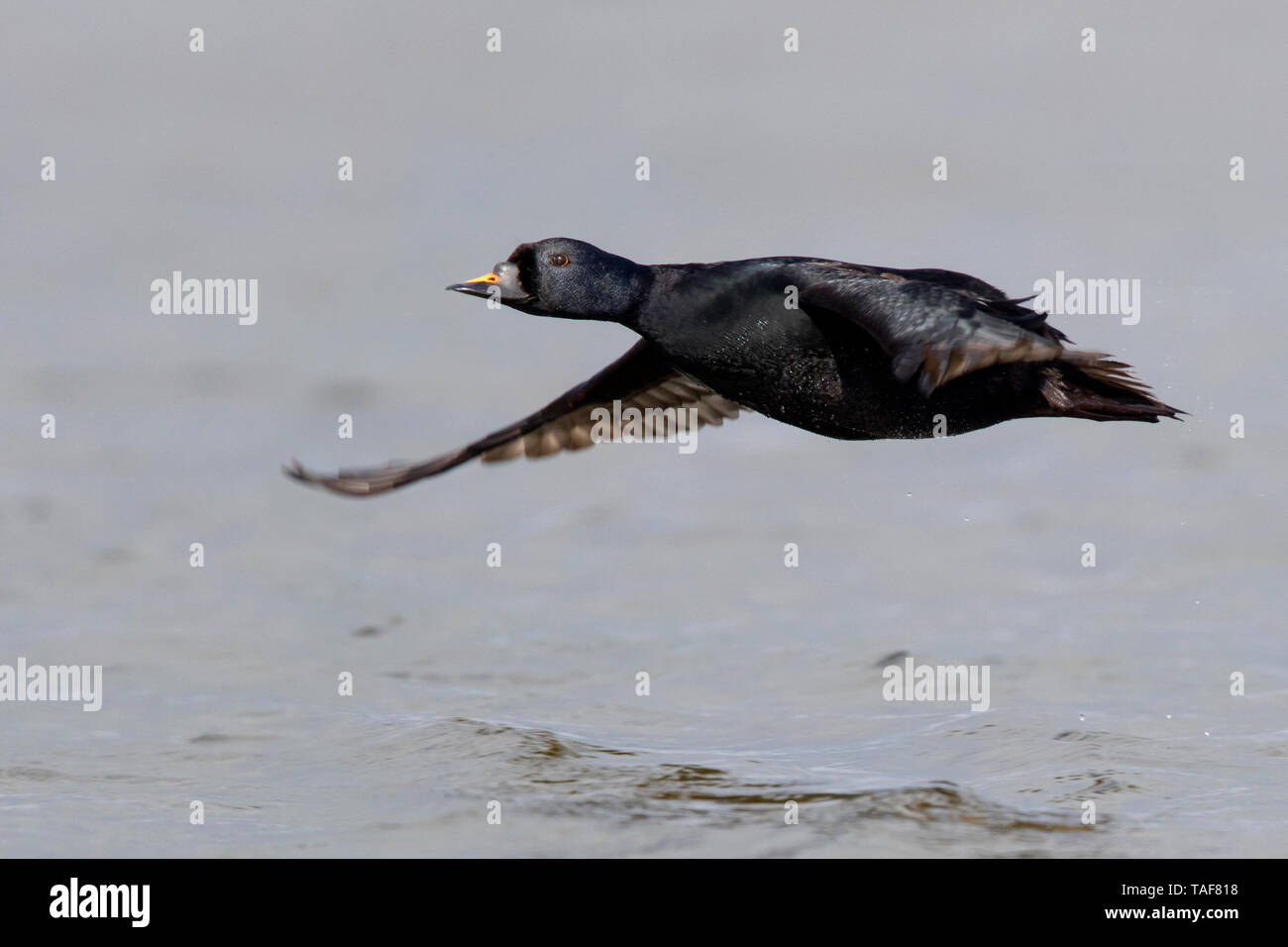 Flying male common scoter hi-res stock photography and images - Alamy