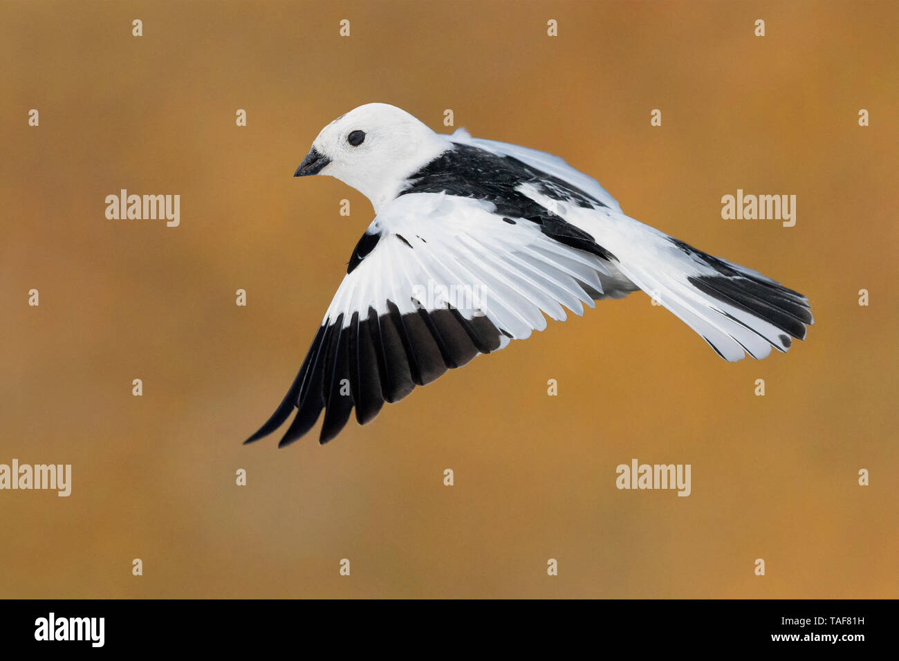 Snow bunting in flight bird hi-res stock photography and images - Alamy