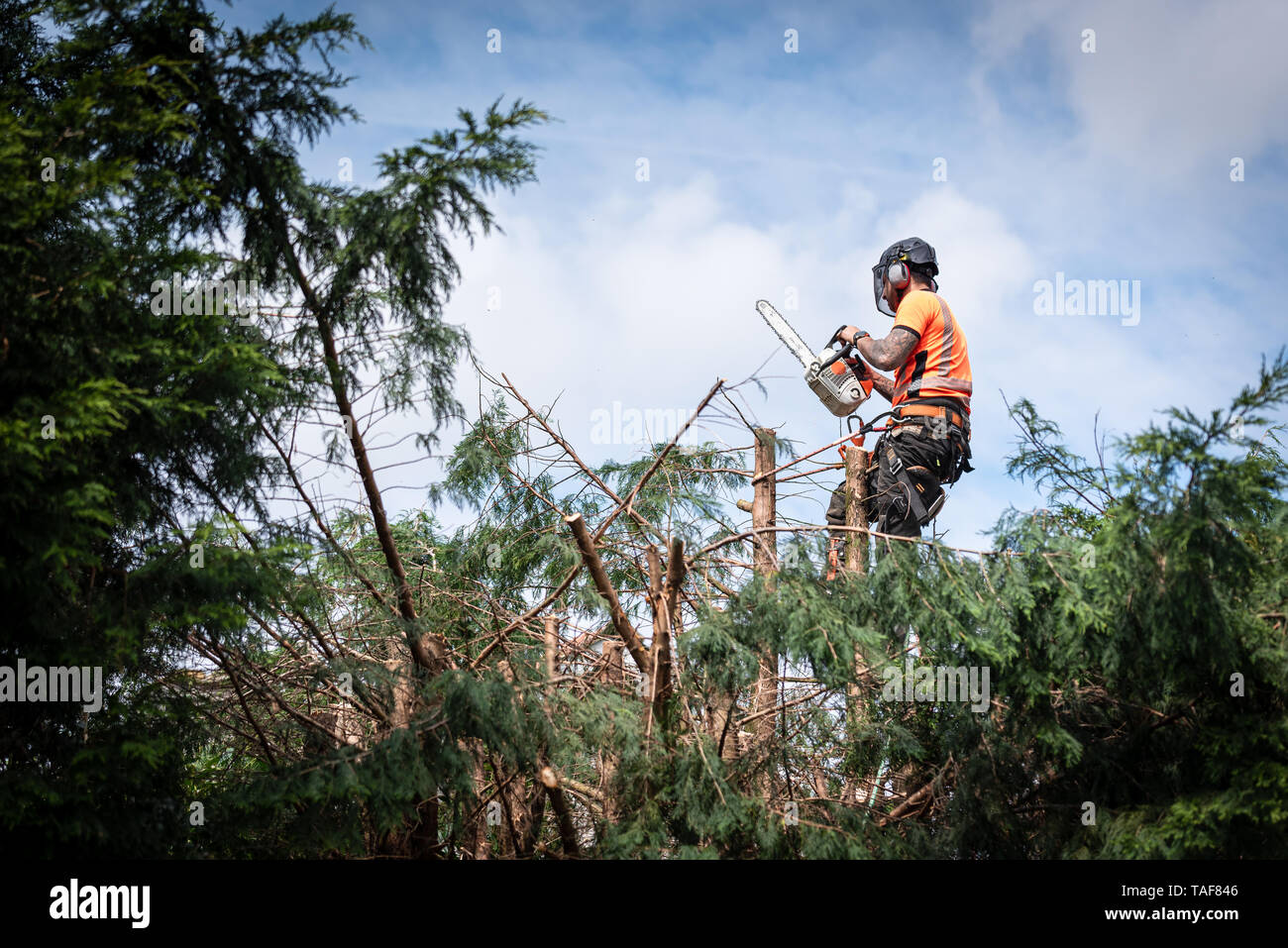 Tree surgeon hanging from ropes in the crown of a tree using a chainsaw ...