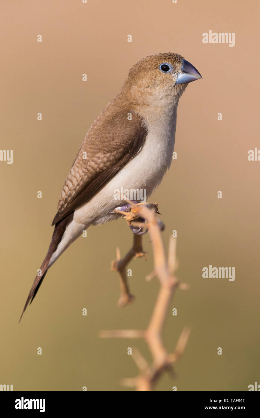 Oman bird dhofar hi-res stock photography and images - Alamy