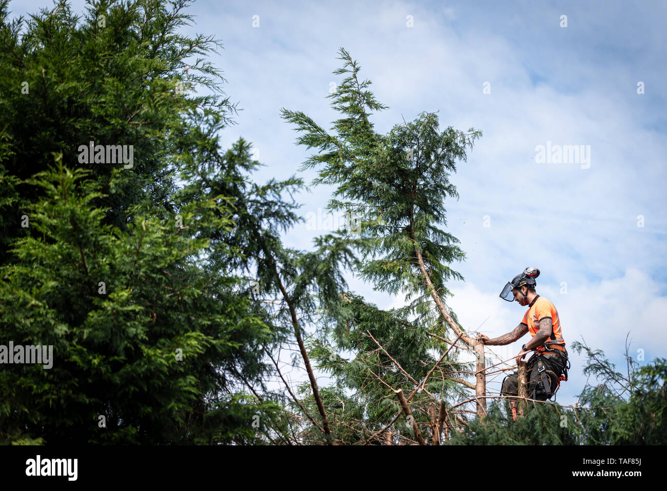 Tree surgeon hanging from ropes in the crown of a tree using a chainsaw ...