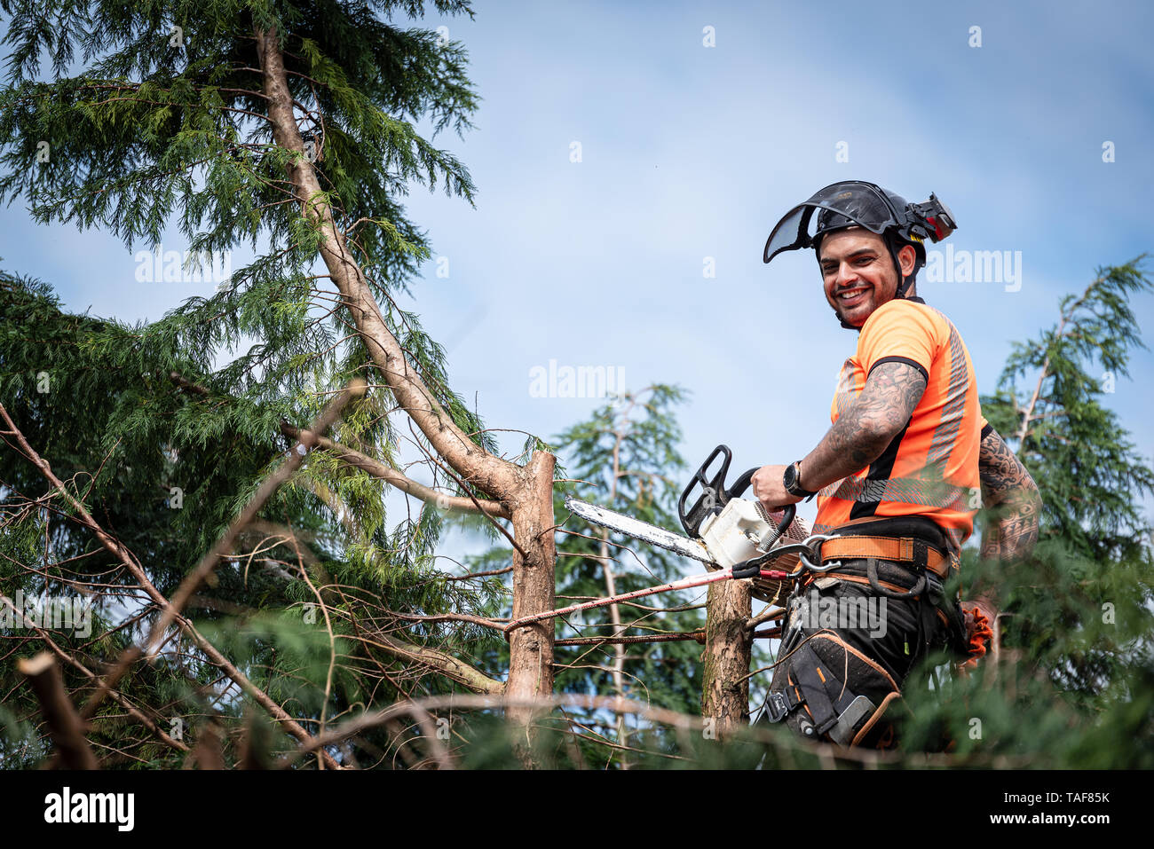 Tree surgeon hanging from ropes in the crown of a tree using a chainsaw ...