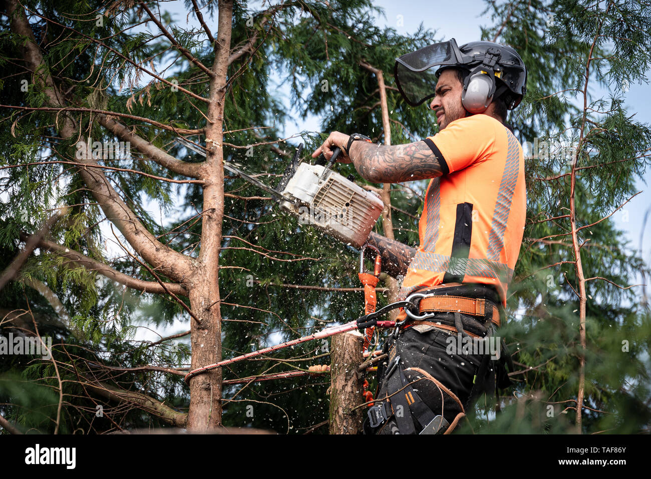 Tree surgeon hanging from ropes in the crown of a tree using a chainsaw ...