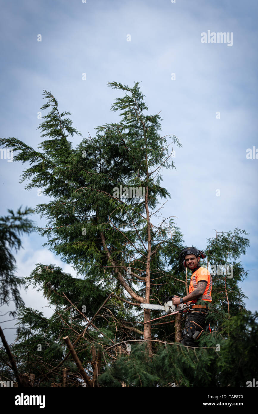 Tree surgeon hanging from ropes in the crown of a tree using a chainsaw ...
