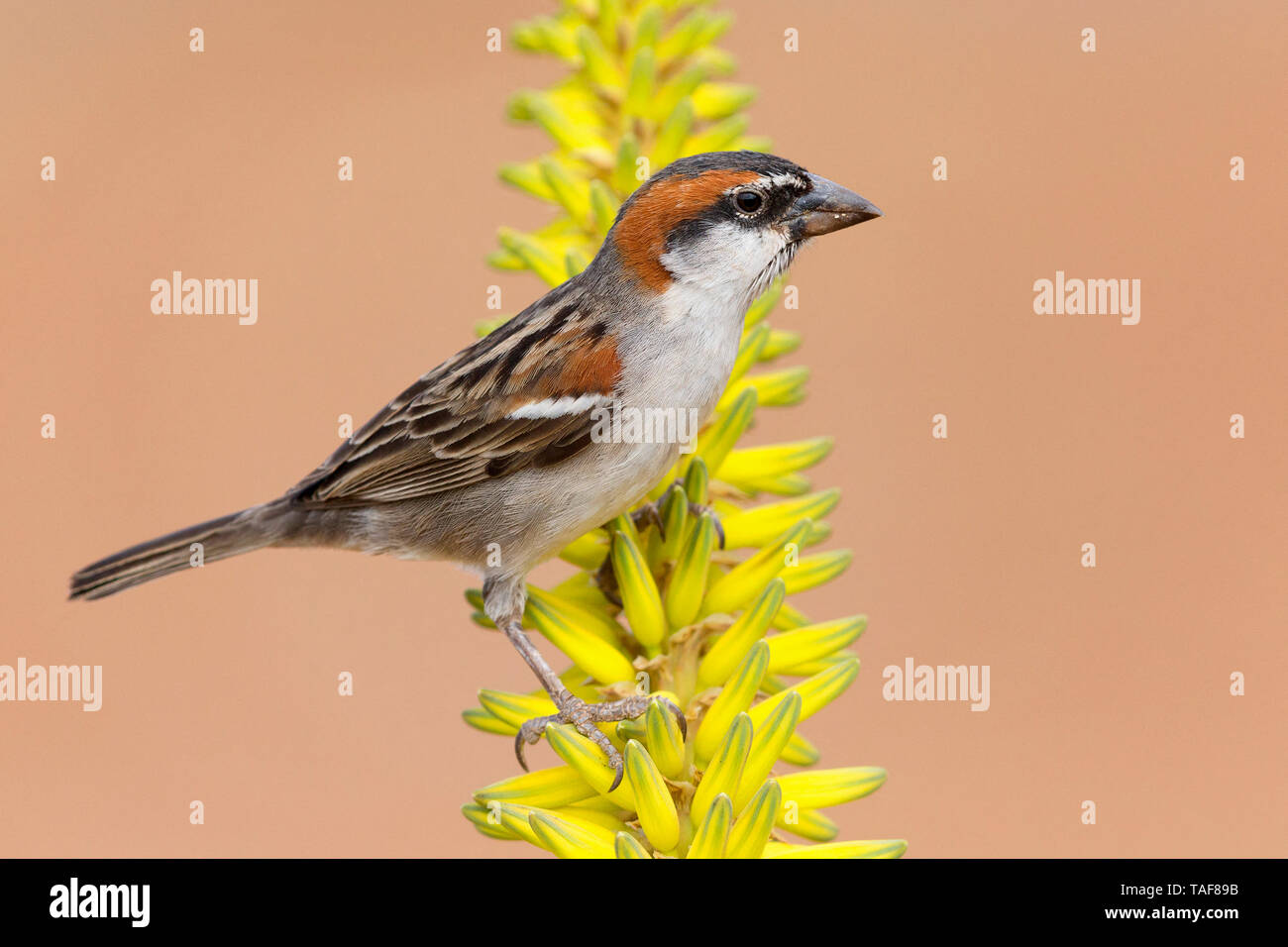 Iago sparrow hi-res stock photography and images - Alamy