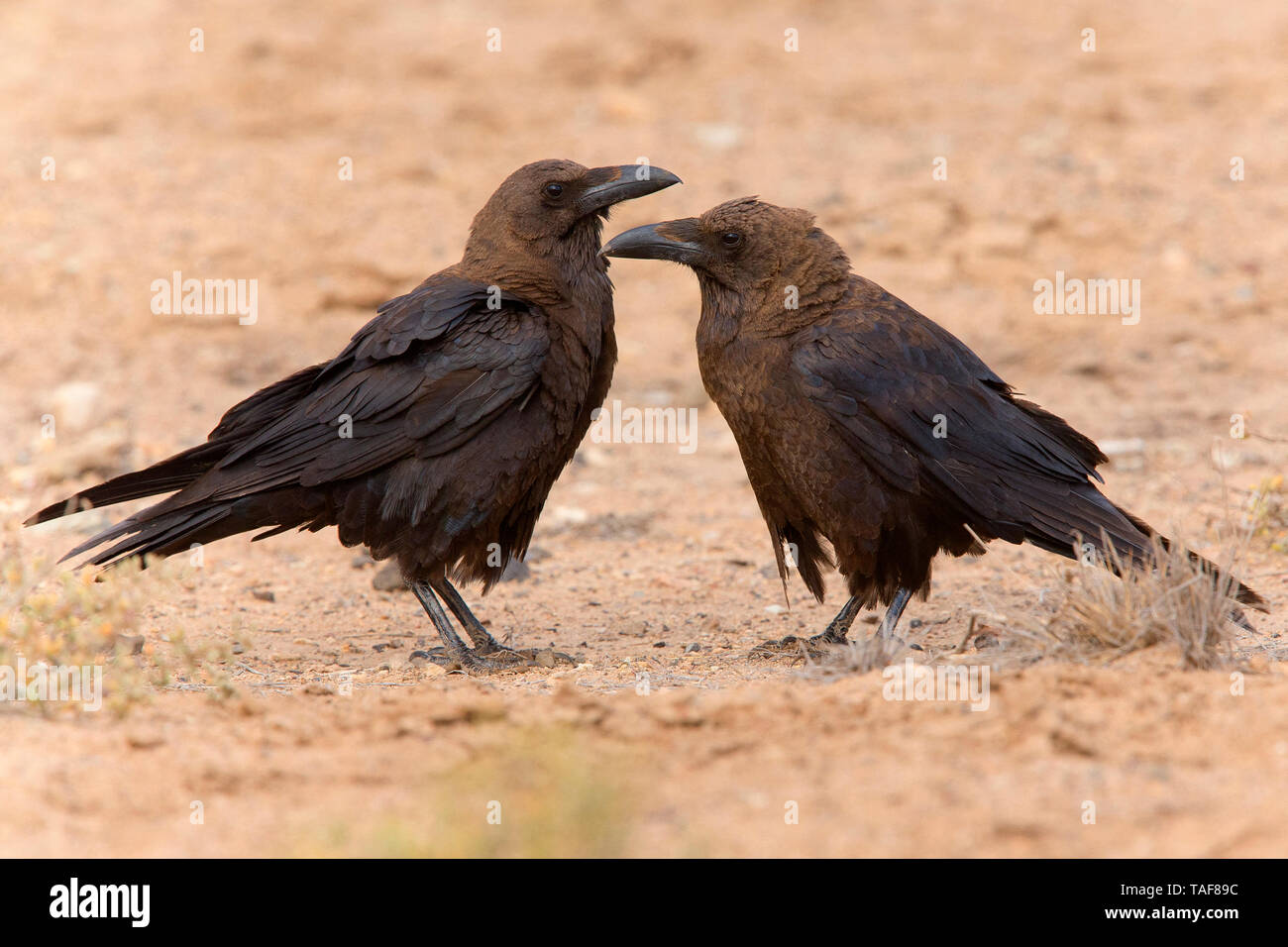 Corvus Ruficollis High Resolution Stock Photography and Images - Alamy
