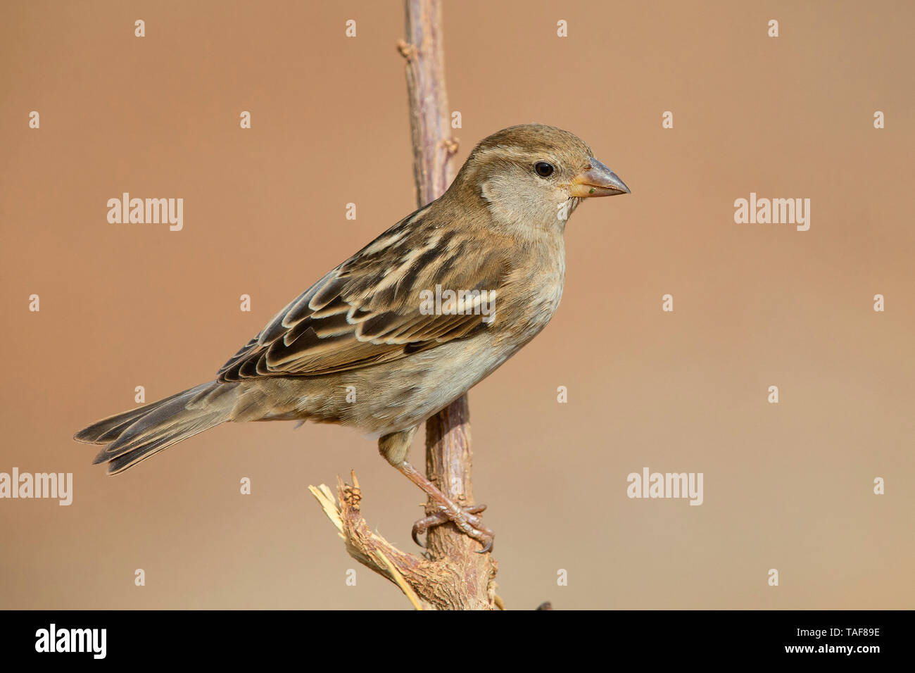 Iagoensis hi-res stock photography and images - Alamy