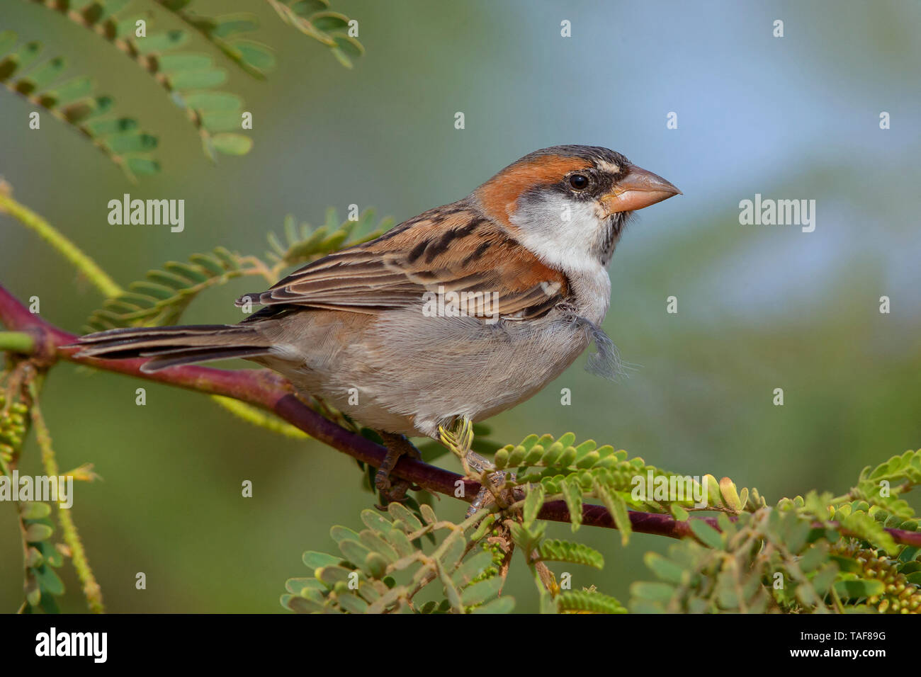 Iago Sparrow (Passer iagoensis), Male, Santiago, Cape Verde Stock Photo ...