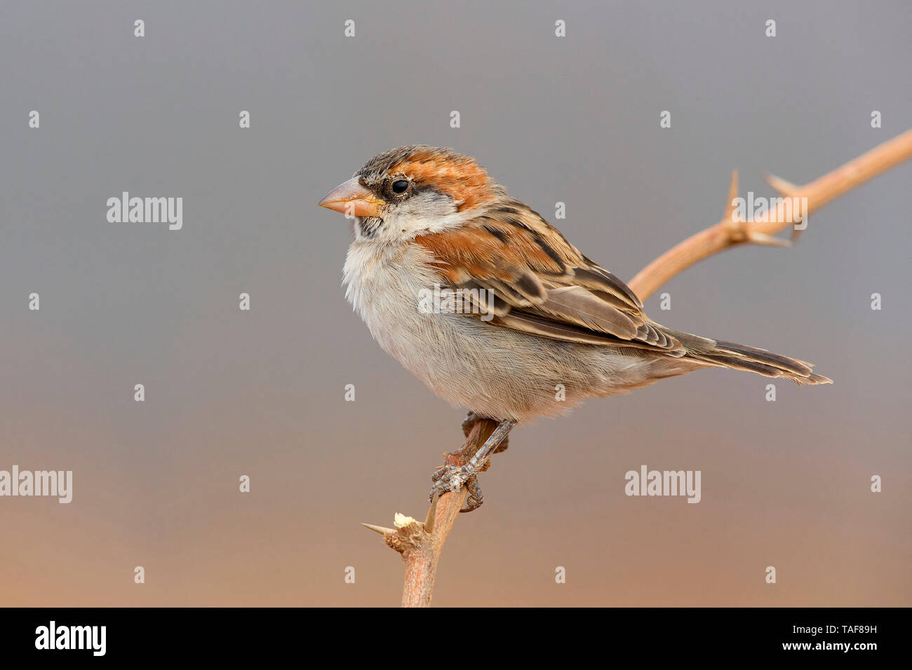 Sparrow side pose hi-res stock photography and images - Alamy